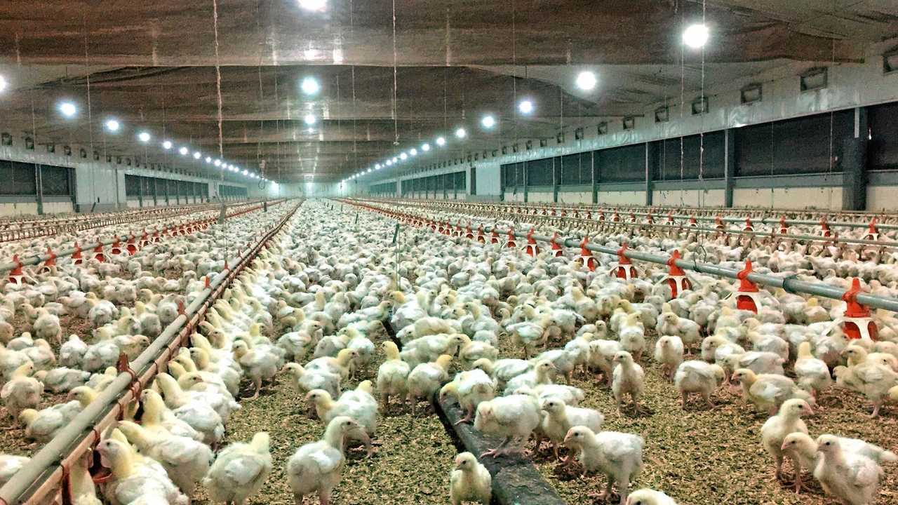Chicken Farm (Poultry Farm) approvals - Town Planning Collective